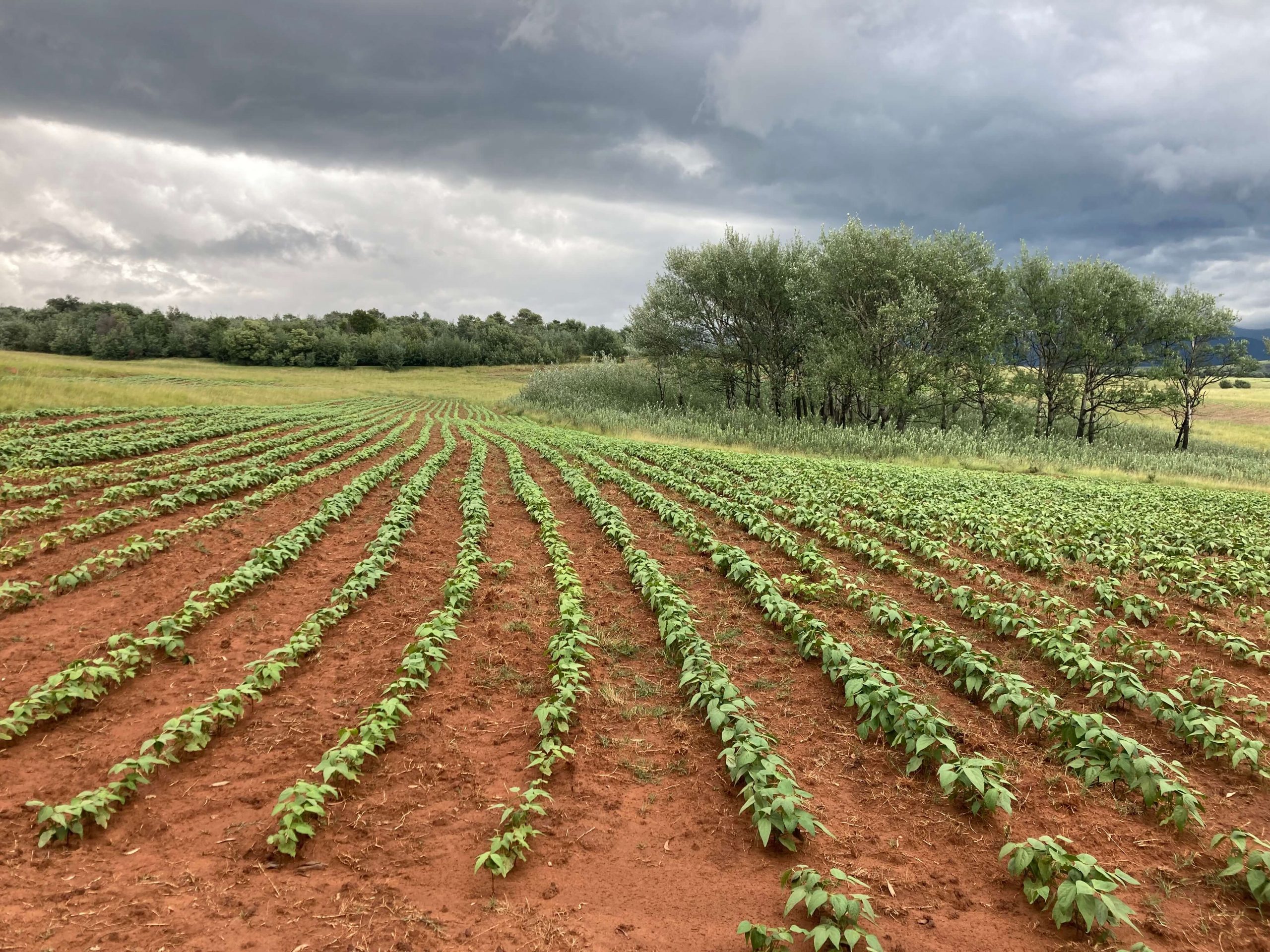 Crop Farming – Kevinot