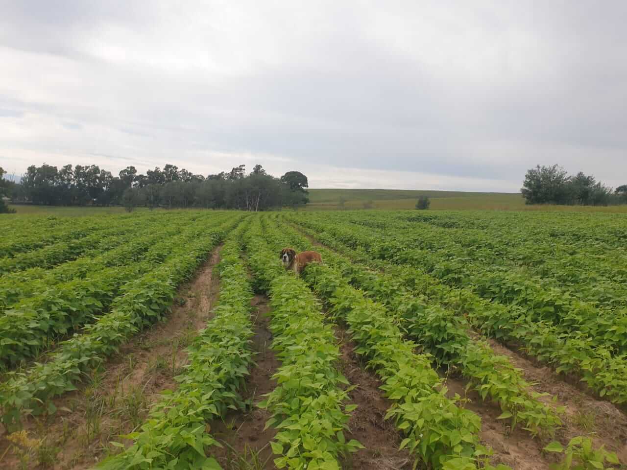 Crop Farming – Kevinot